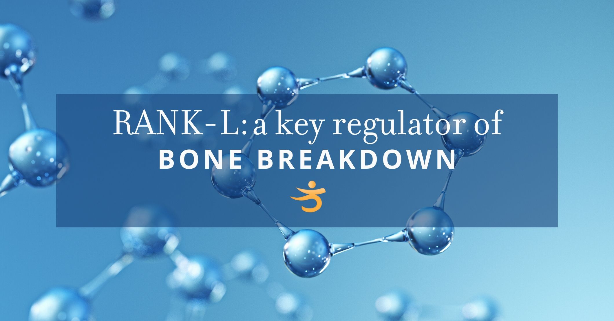 Mysteries Of Bone Breakdown Revealed— Better Bones