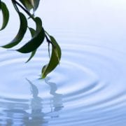 Capturing the innate healing process - Better Bones